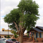 Trees | The Mojave Foundation